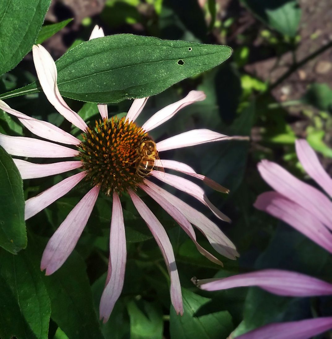 "Bee alive" | Smithsonian Photo Contest | Smithsonian Magazine