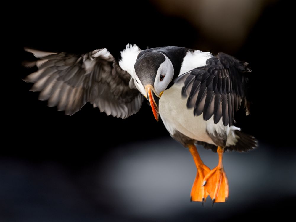 Incoming Atlantic Puffin | Smithsonian Photo Contest | Smithsonian Magazine