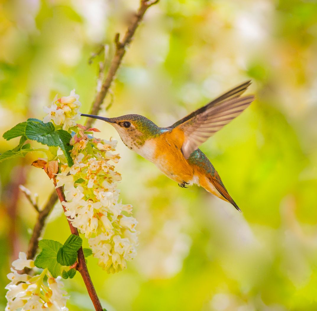 Hummer in her flowers | Smithsonian Photo Contest | Smithsonian Magazine