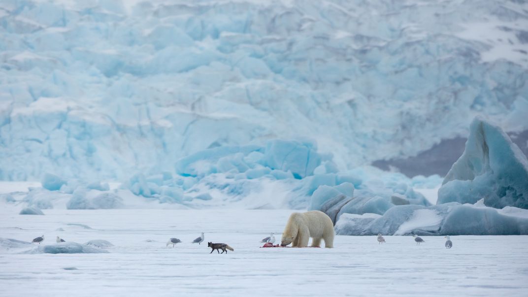 Polar Bear feeding with arctic fox and gulls standing by | Smithsonian ...