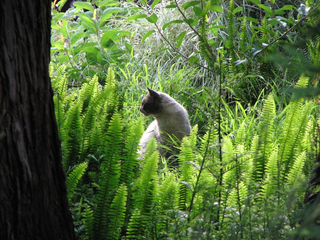 Cat in the park | Smithsonian Photo Contest | Smithsonian Magazine