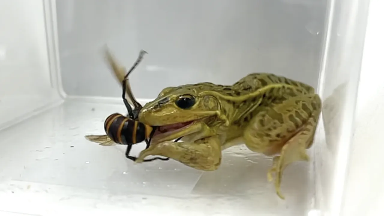 frog catching prey