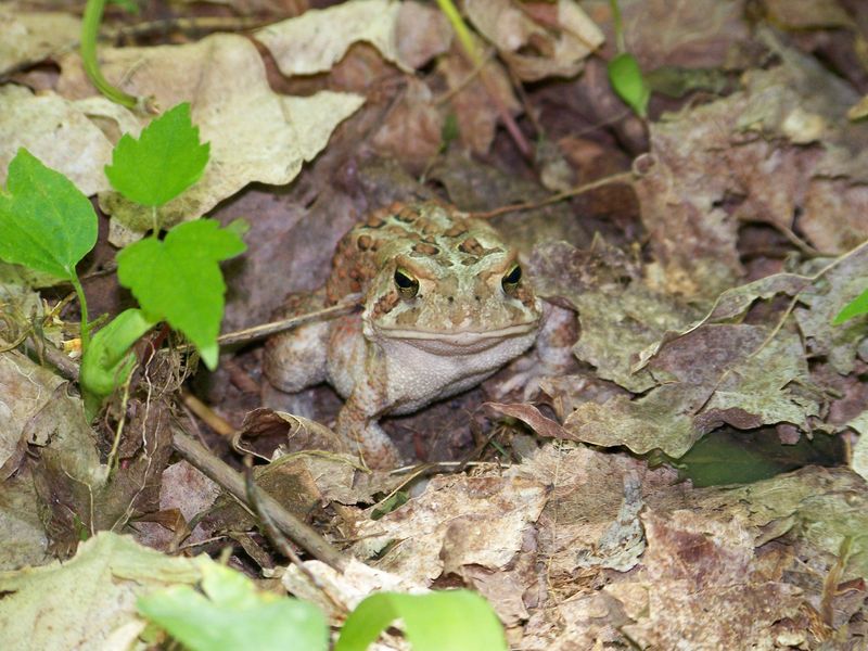 Frog amidst leaves | Smithsonian Photo Contest | Smithsonian Magazine