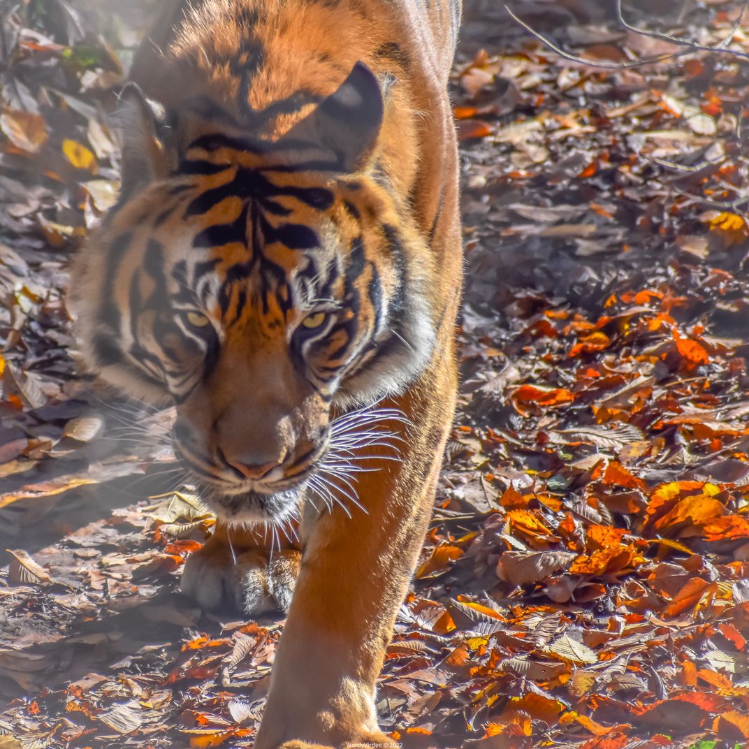 Sumatran Tiger at Toronto Zoo | Smithsonian Photo Contest | Smithsonian ...