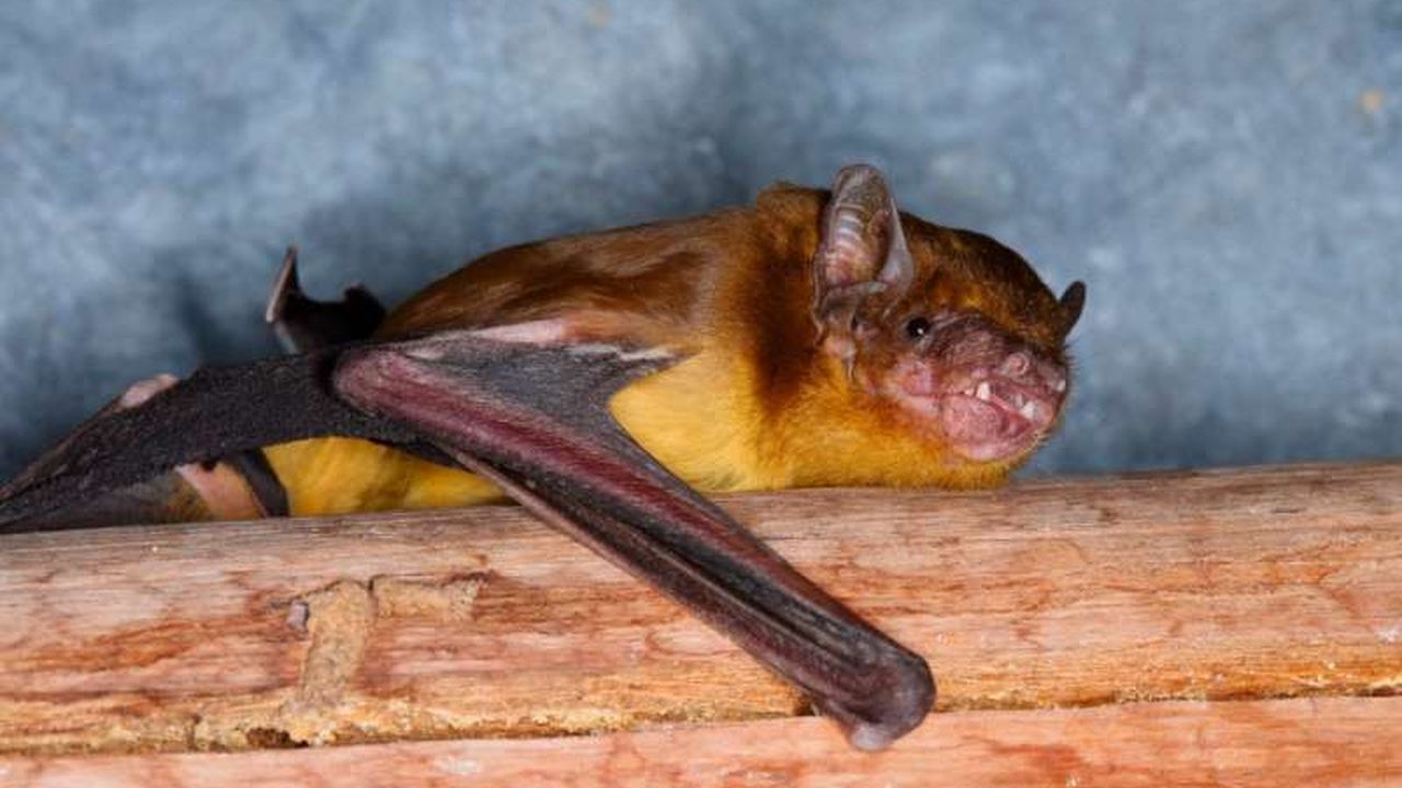 Yellow Winged Bat Facts