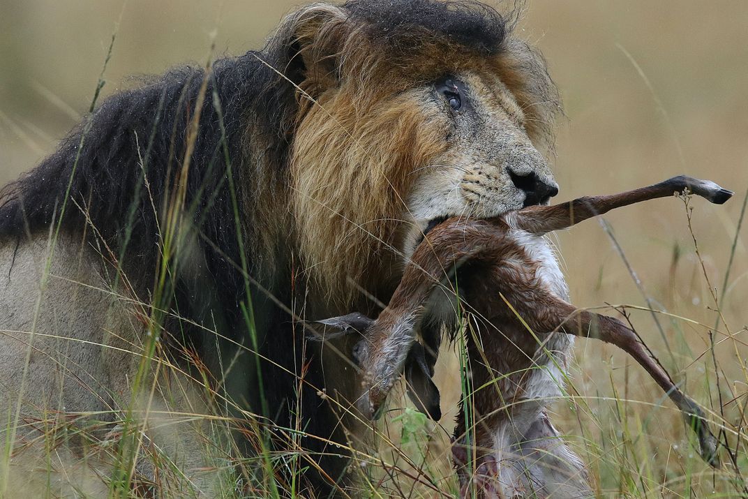 Scarface with his prey | Smithsonian Photo Contest | Smithsonian Magazine