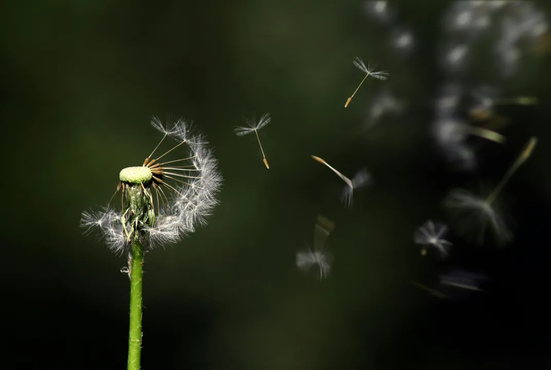 dandelion seeds
