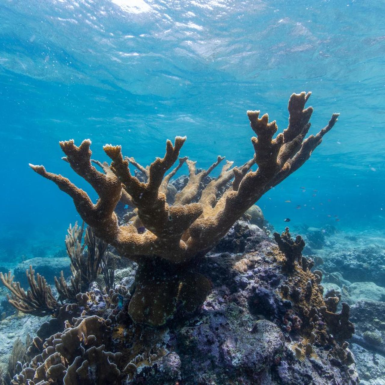 Coral Letters A Message From The Corals Of Curacao Smithsonian Ocean