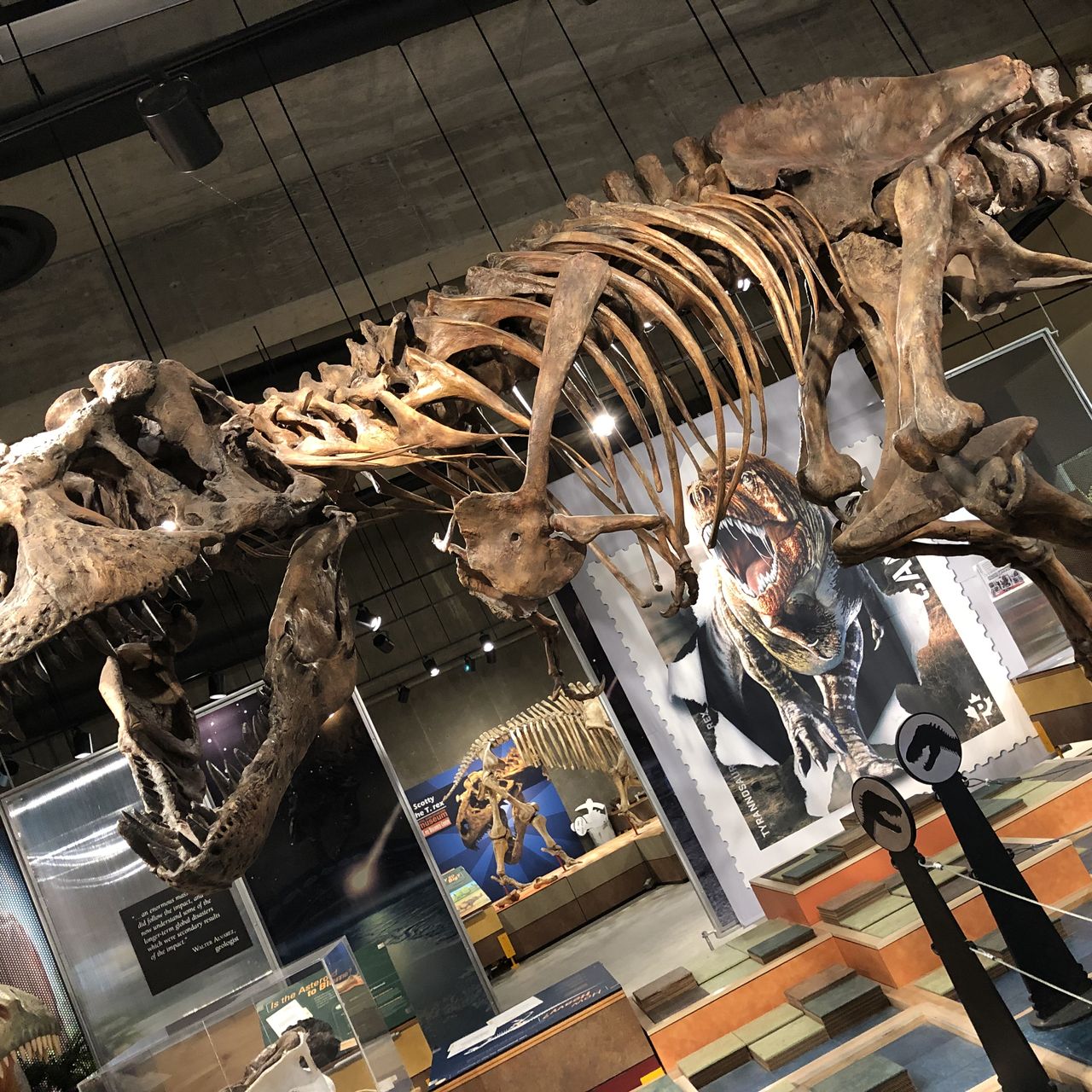 largest t rex specimen