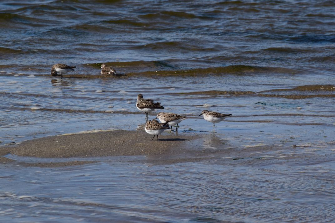 Sandpipers at Sandy Hook | Smithsonian Photo Contest | Smithsonian Magazine