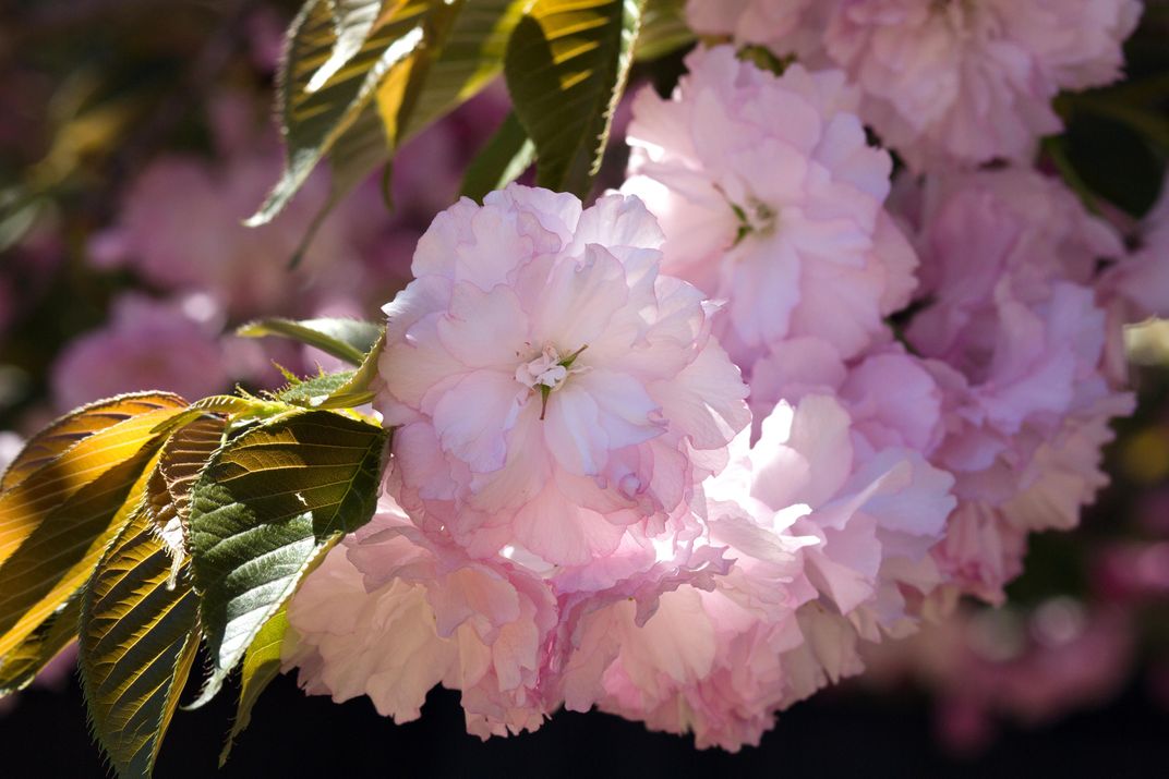 Flowering Cherry | Smithsonian Photo Contest | Smithsonian Magazine