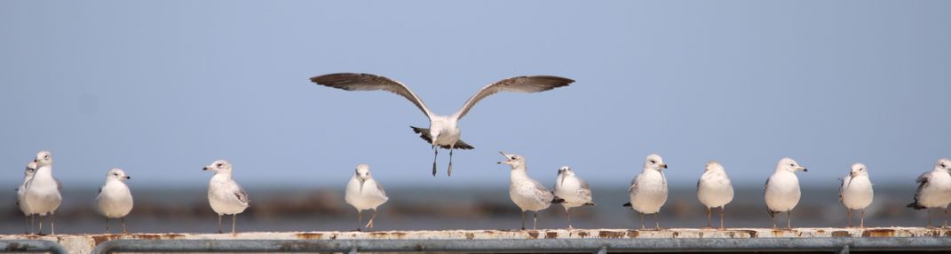 The Last Supper - Gull Style | Smithsonian Photo Contest | Smithsonian ...