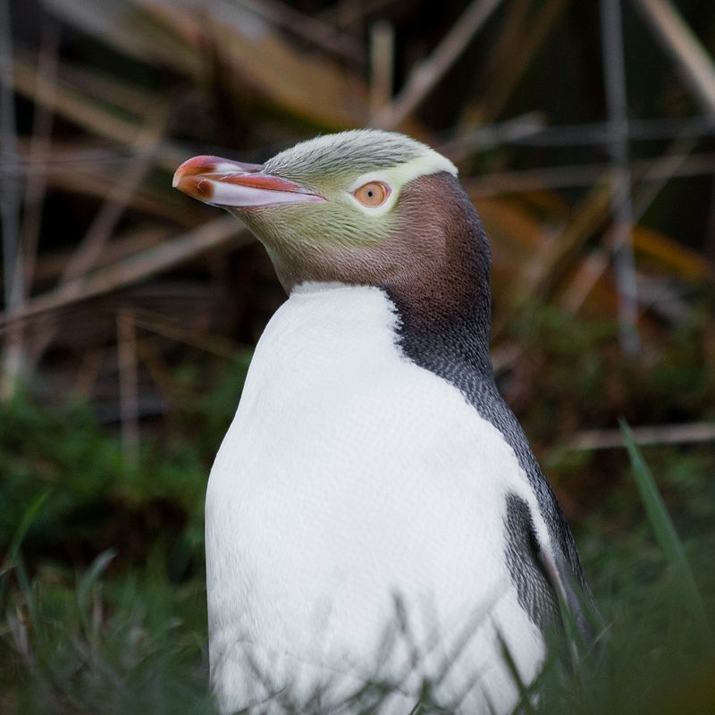 Yellow Eyed Penguin Baby Yellow Eyed Penguin Facts, Diet, Habitat