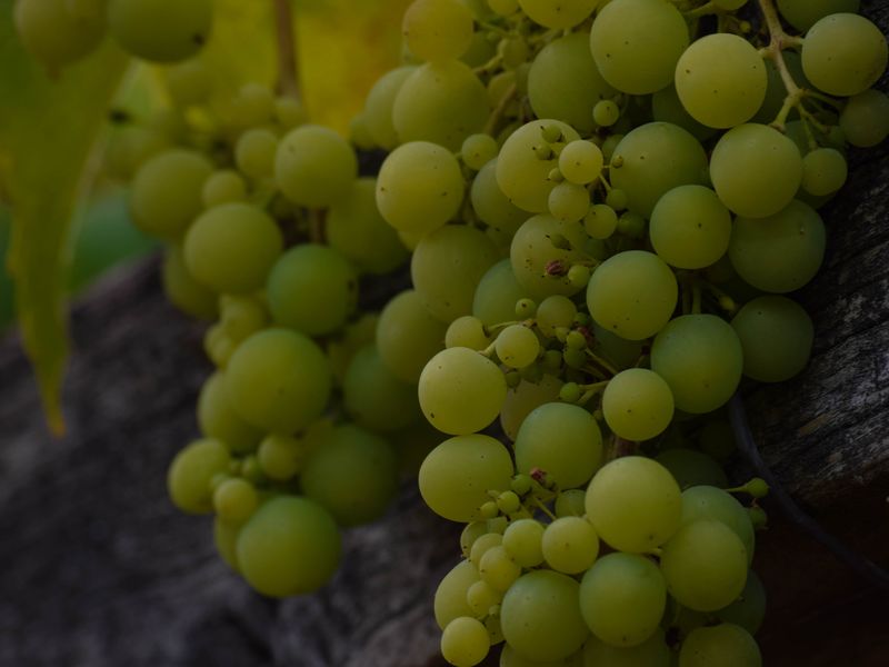Great Grapes | Smithsonian Photo Contest | Smithsonian Magazine