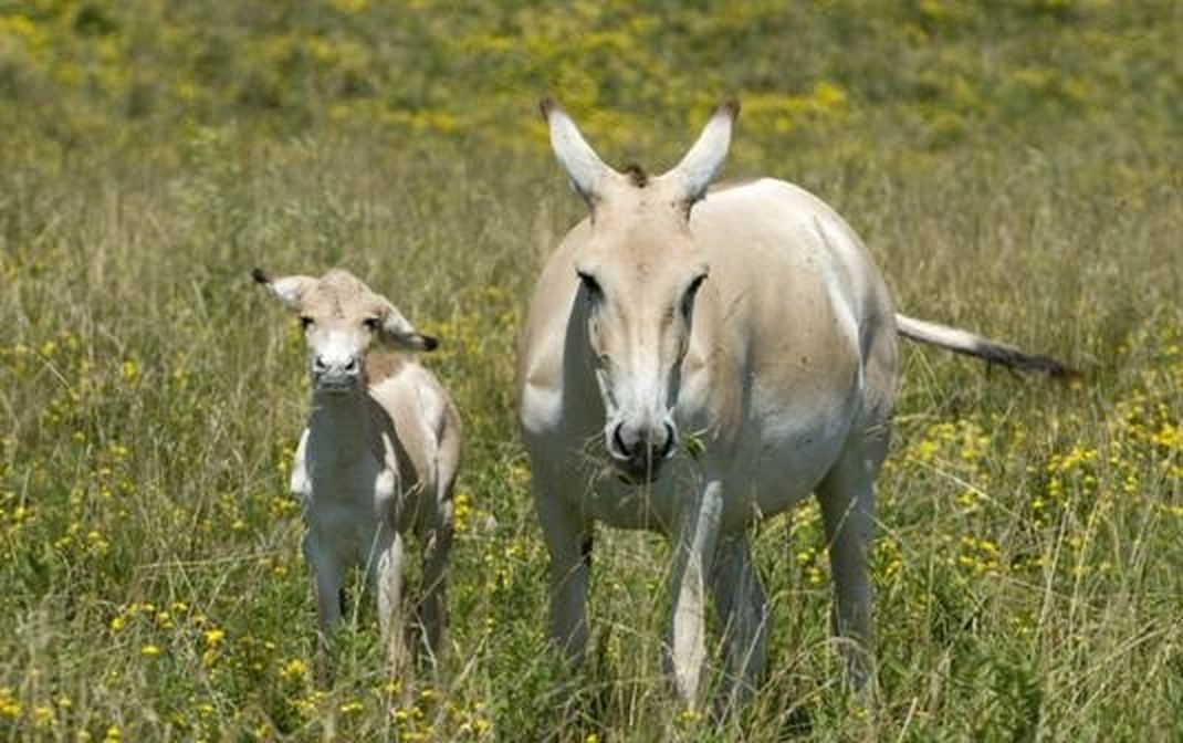 Two New Onagers Born Thanks to Artificial Insemination