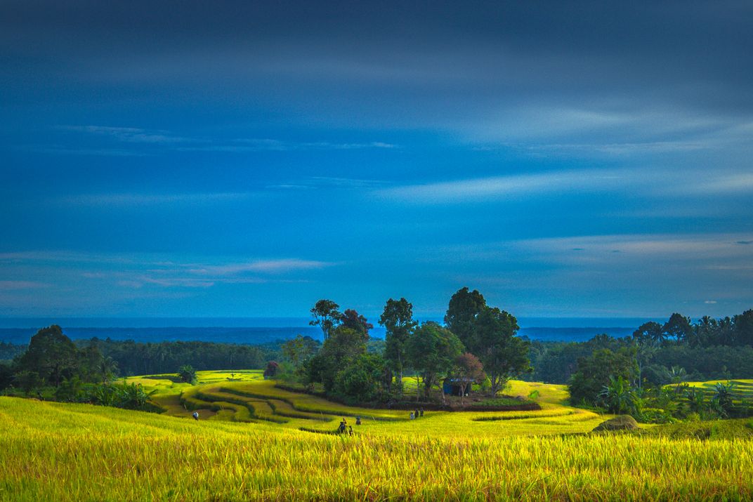 Life in the rice fields | Smithsonian Photo Contest | Smithsonian Magazine