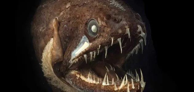 strange ocean creatures