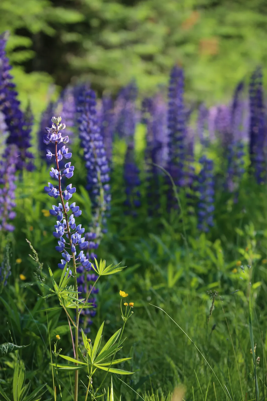 Lupine in Bloom on Madeline Island, Wisconsin | Smithsonian Photo ...