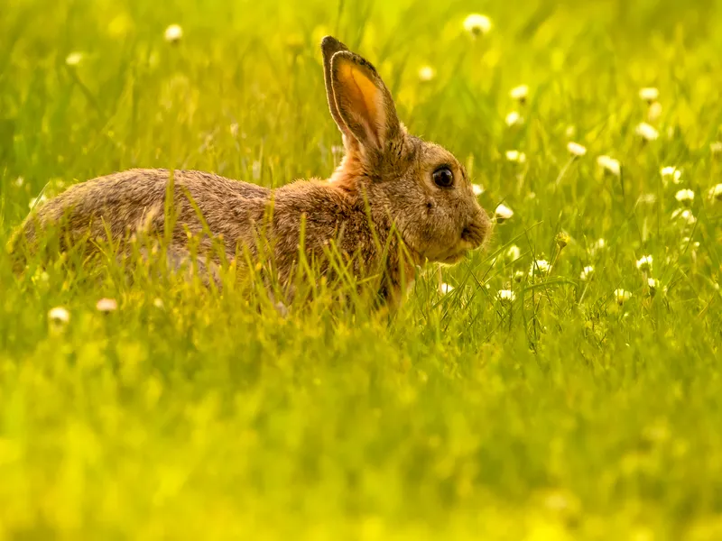 Spring Bunny | Smithsonian Photo Contest | Smithsonian Magazine