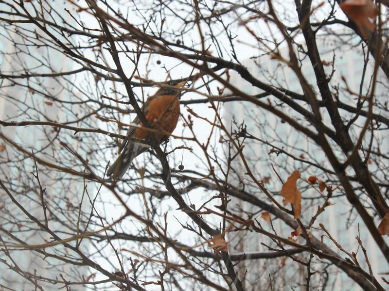 A bird perched in downtown Chicago in the middle of winter ...