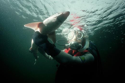 Stopping Sharks by Blasting Their Senses
