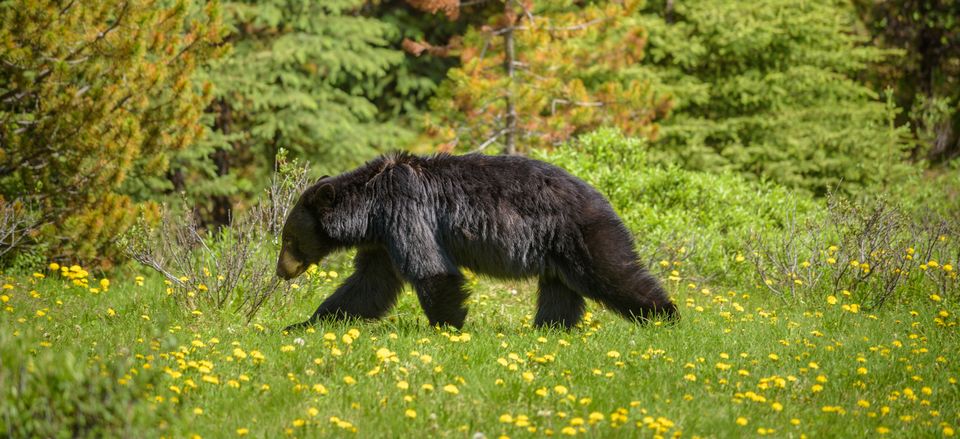 The Northern Rockies | Smithsonian Journeys