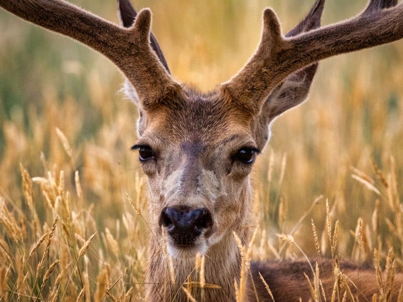 Buck in Portrait | Smithsonian Photo Contest | Smithsonian Magazine