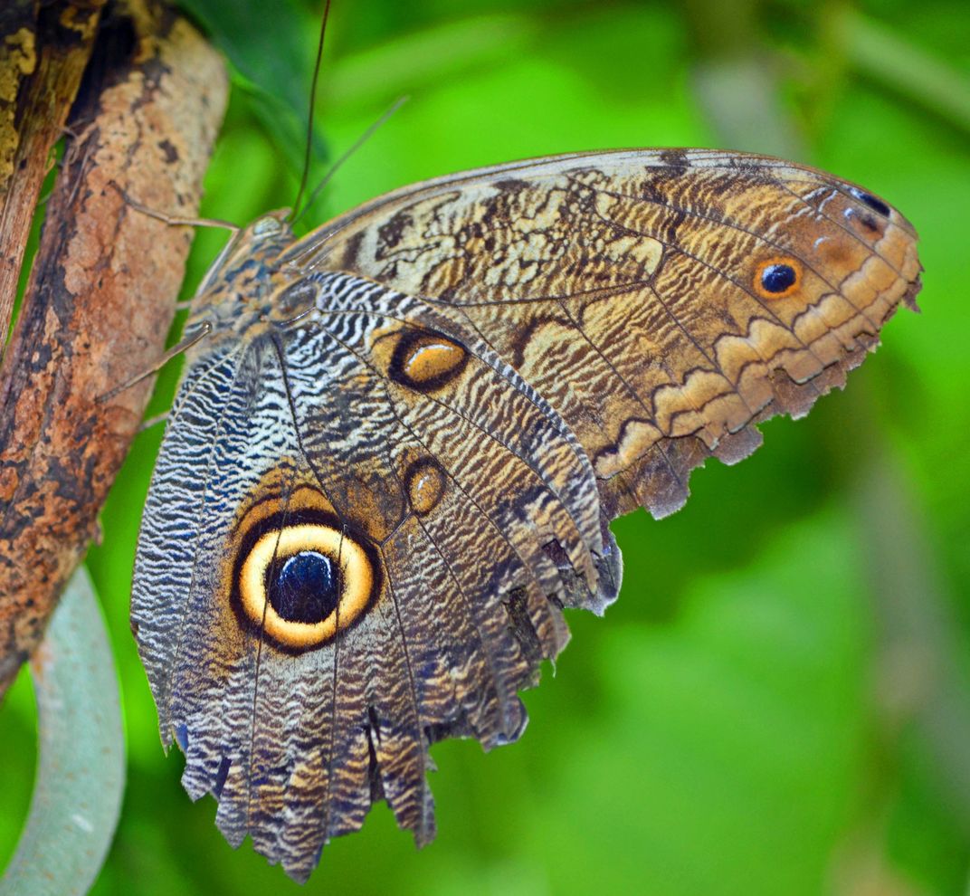 Butterfly looks like it has multiple eyes | Smithsonian Photo Contest ...