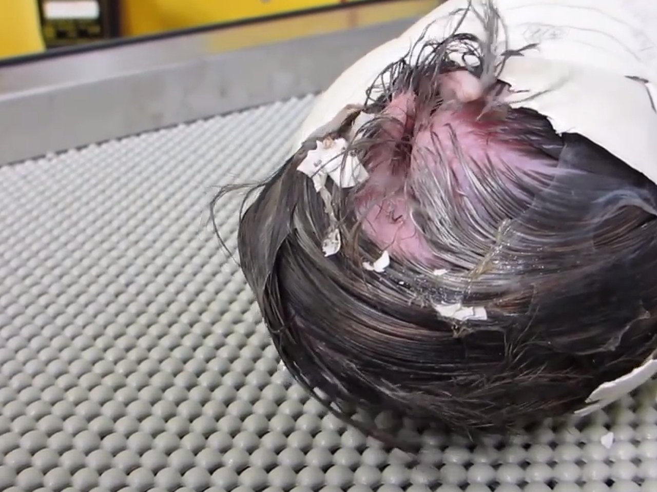 kiwi egg hatching time