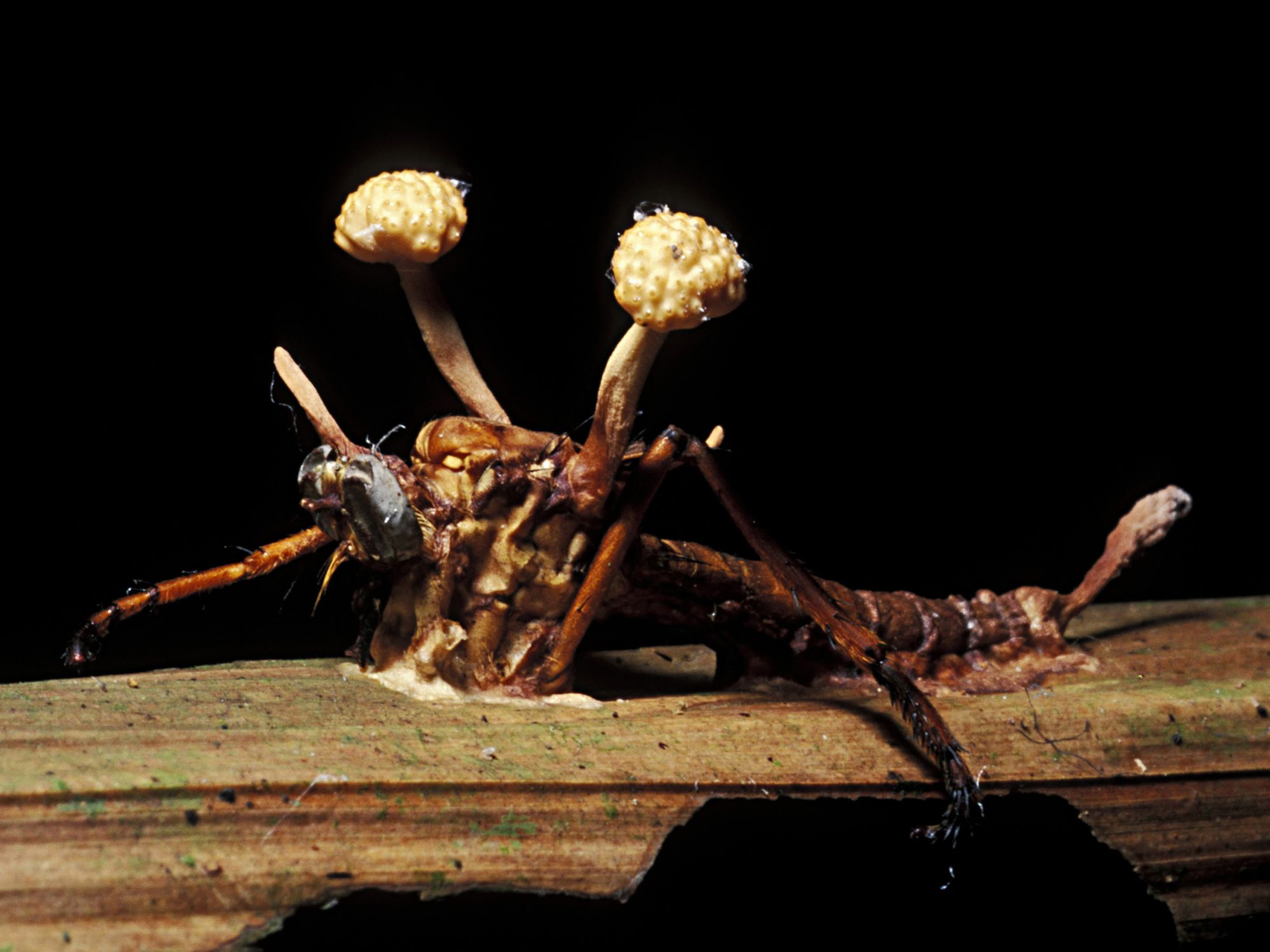 The Real Zombie Fungus That Inspired HBO's 'The Last of Us'