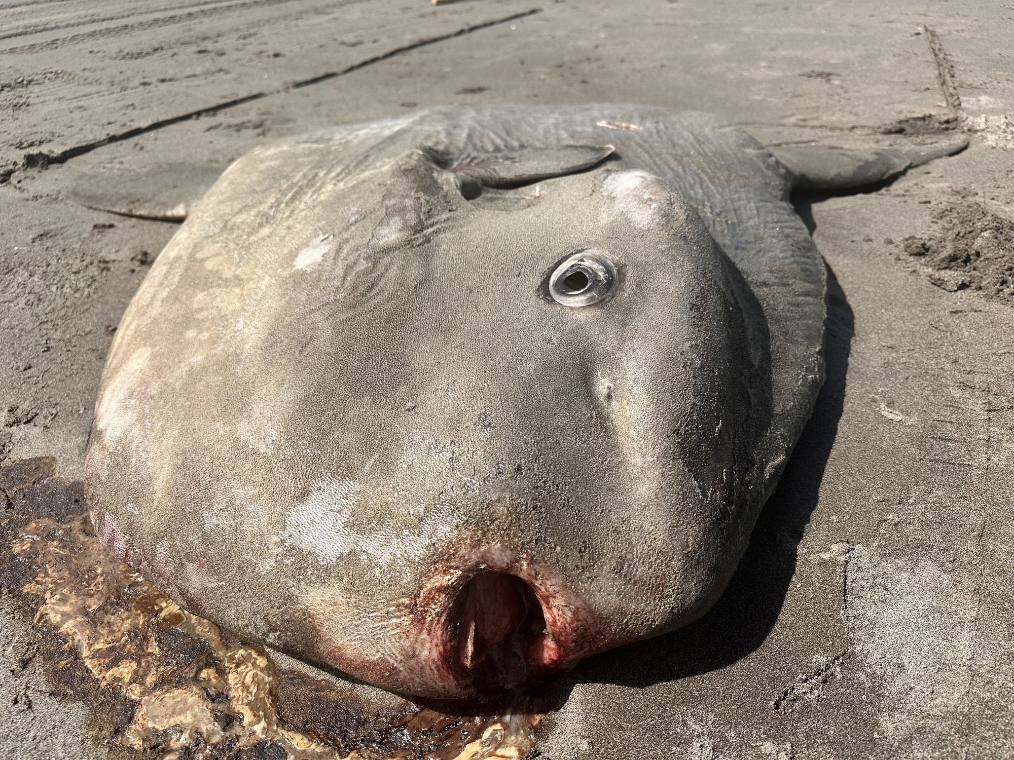 Five-Foot-Long Ocean Sunfish Washes Ashore in Oregon, a 'Relatively ...