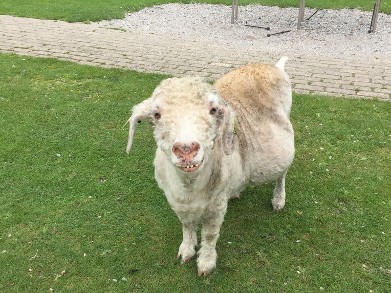 Ugly however sweet and funny sheep | Smithsonian Photo Contest ...