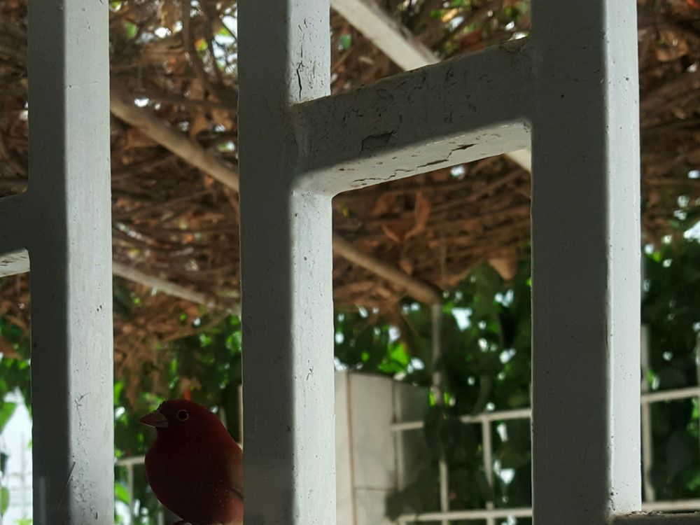 The red bird behind the glass. | Smithsonian Photo Contest ...