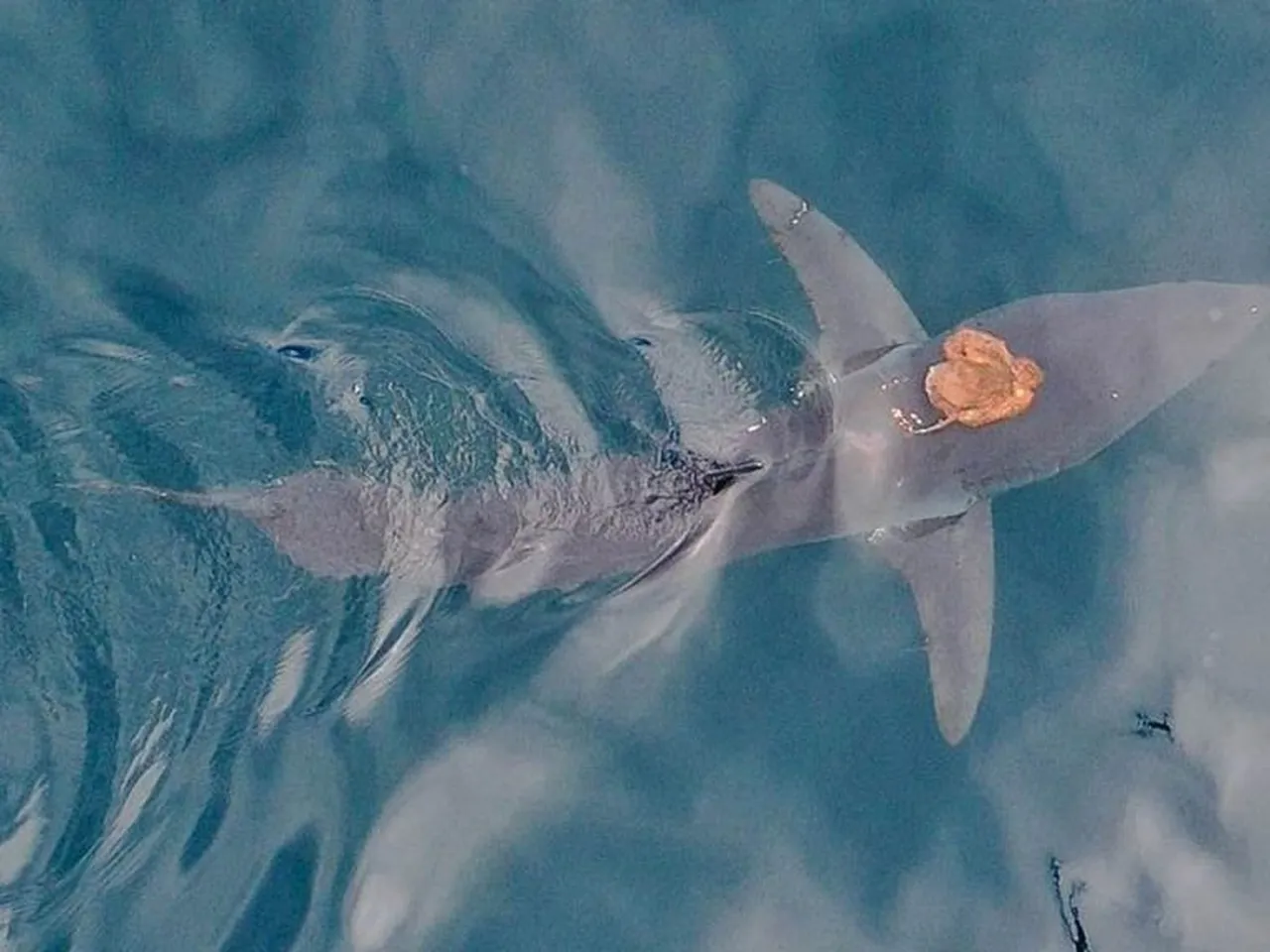 how to make octopus ride