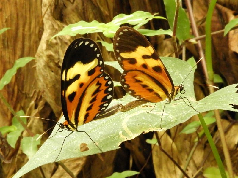 Butterfly mating. | Smithsonian Photo Contest | Smithsonian Magazine