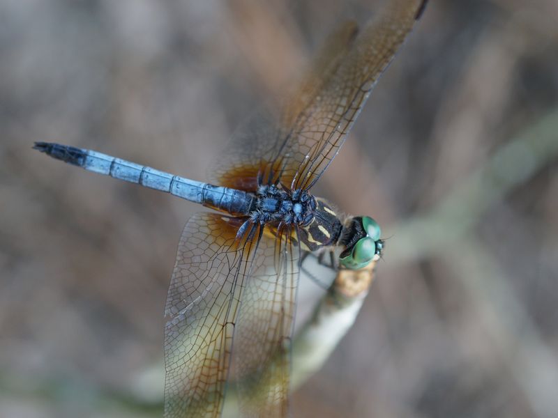 Closer Look at a Dragonfly | Smithsonian Photo Contest | Smithsonian ...