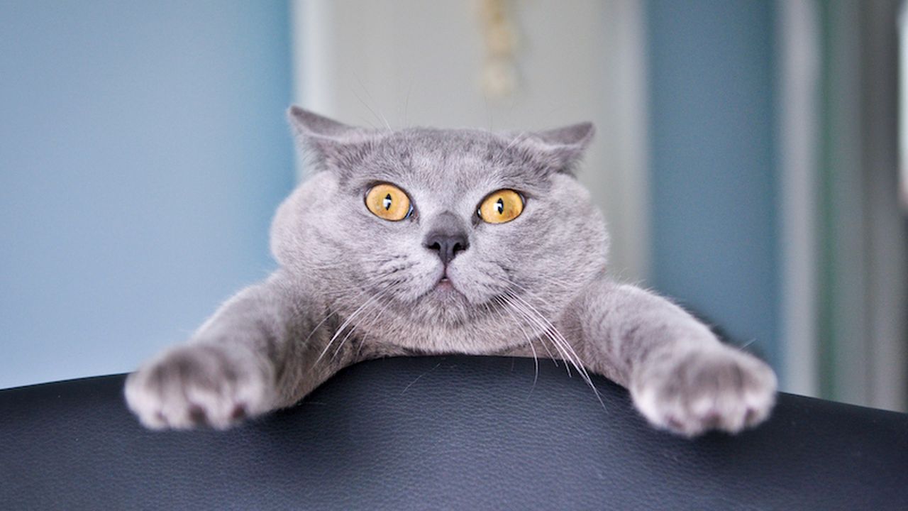 what different cat faces mean