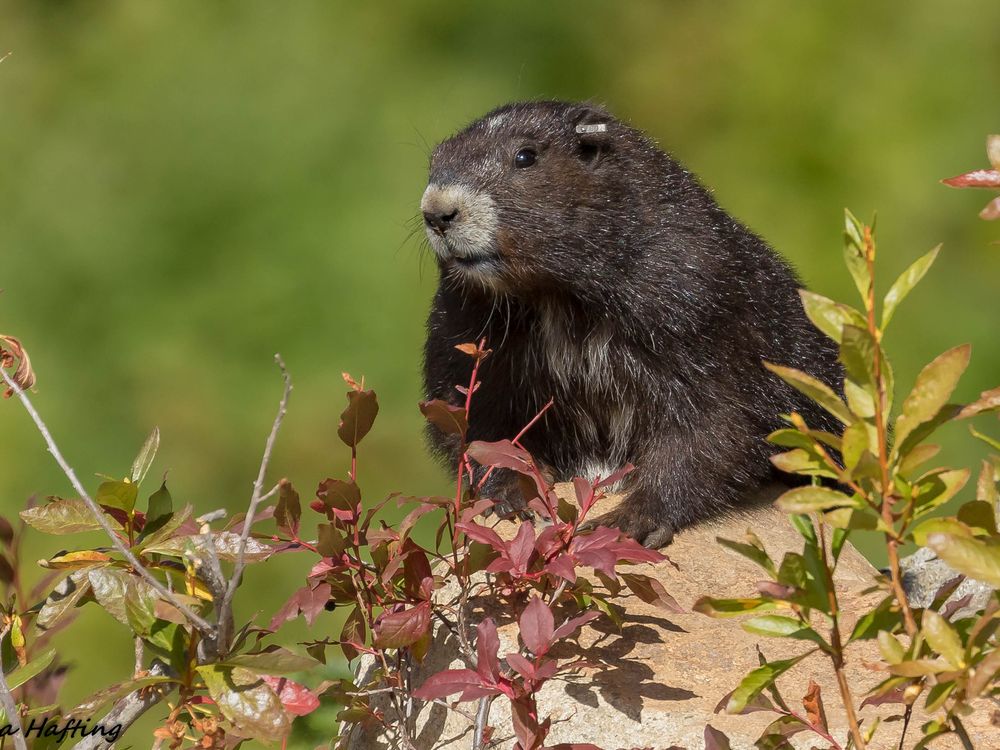 A critically endangered Vancouver Island Marmot | Smithsonian Photo ...