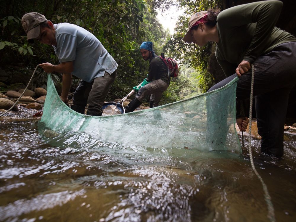Meet the Scientist Who Discovered a New Genus of Curious Catfish Hiding ...