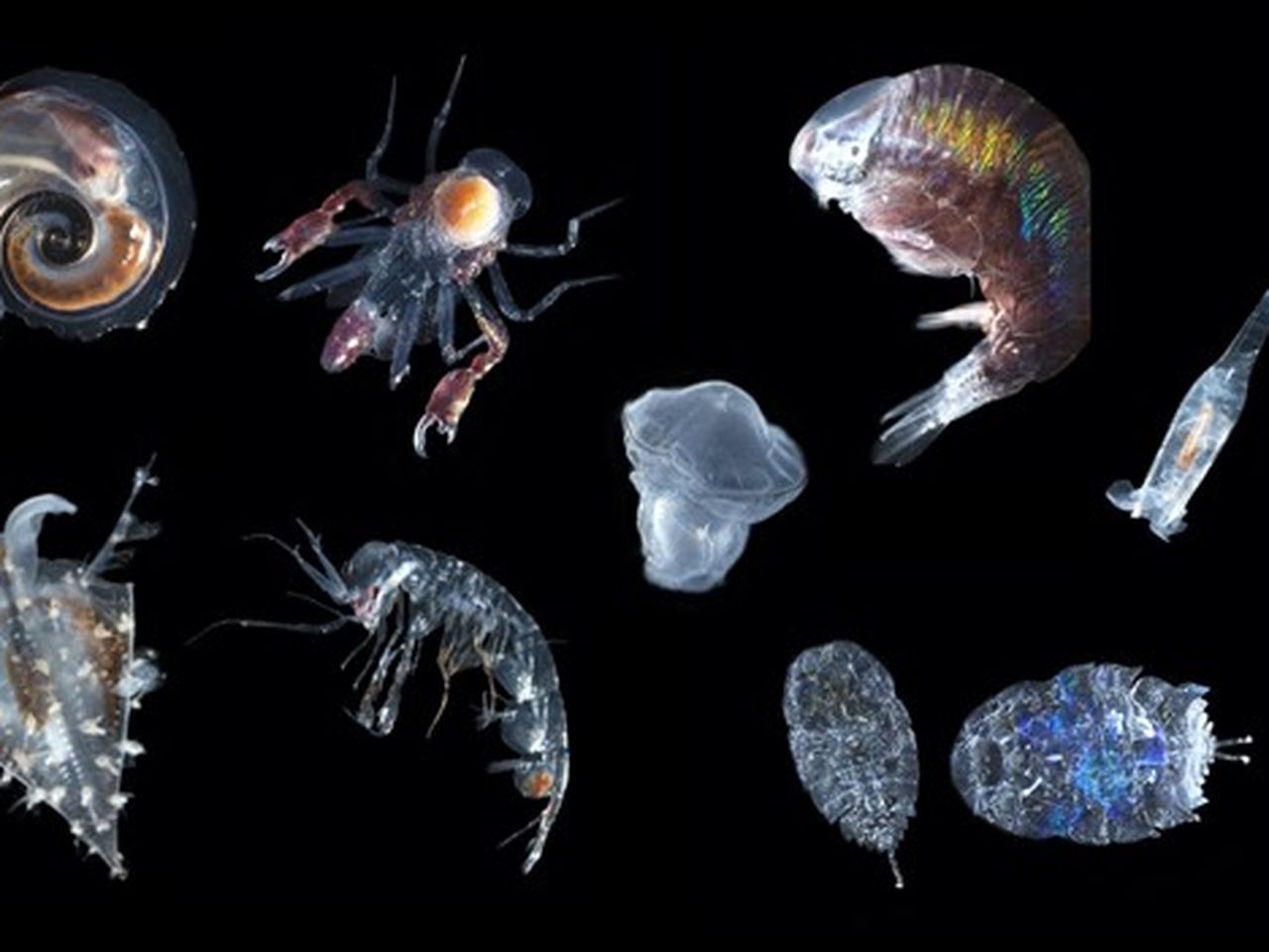 zooplankton types