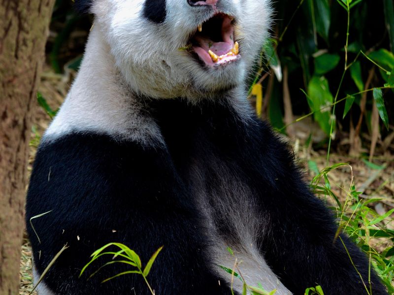 A giant panda laughing | Smithsonian Photo Contest | Smithsonian Magazine