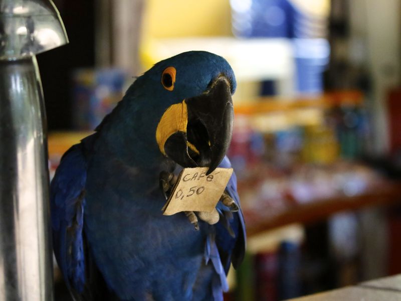 Blu, the macaw. | Smithsonian Photo Contest | Smithsonian Magazine