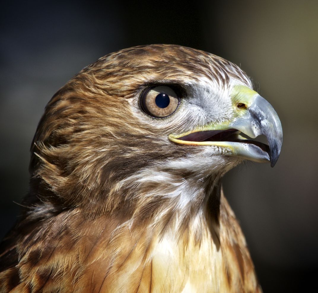 Portrait of a red-tailed hawk | Smithsonian Photo Contest | Smithsonian ...