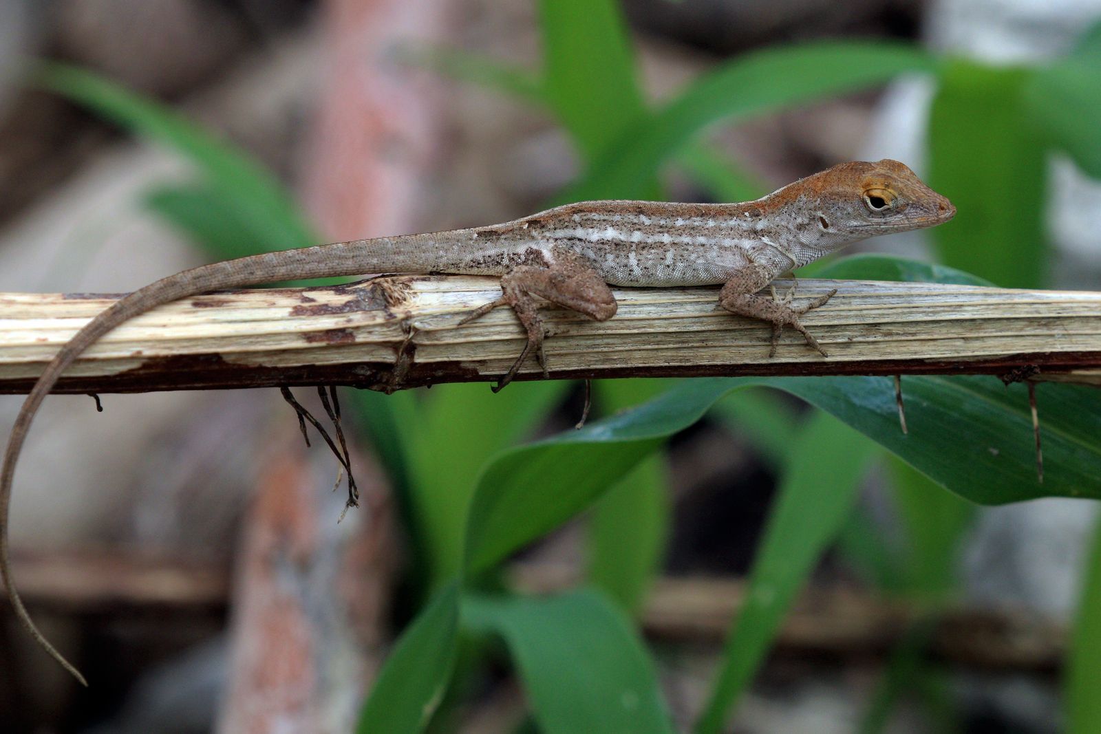 These Lizards Have So Much Lead in Their Blood, They Should Be Dead. Instead, They're Thriving