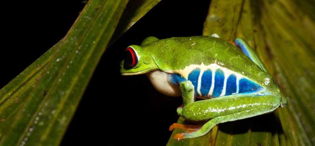 Beautiful Red Eyed Tree Frog on a Night Excursion in the Costa Rican ...