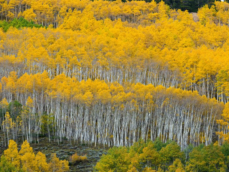 Aspen Grove | Smithsonian Photo Contest | Smithsonian Magazine