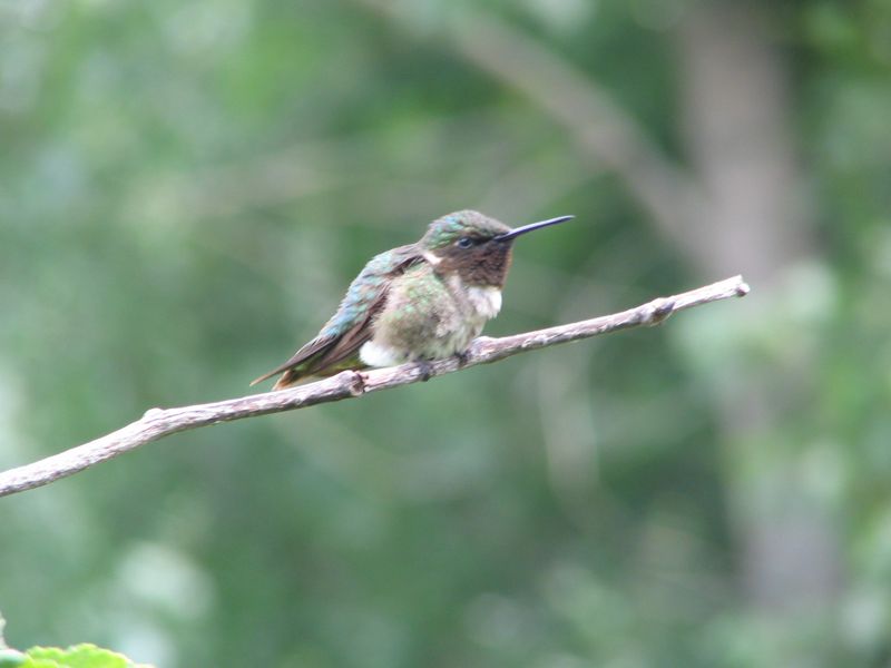Hummingbird Standing Still | Smithsonian Photo Contest | Smithsonian ...