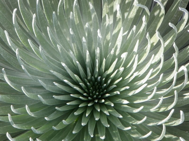 Hawaiian Silversword | Smithsonian Photo Contest | Smithsonian Magazine