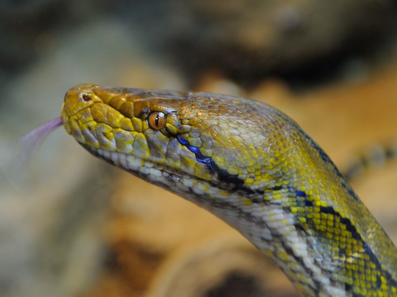 A colorful snake in philippine | Smithsonian Photo Contest ...