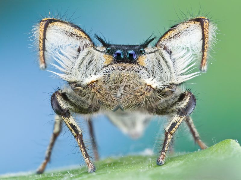 Male Phidippus insignarius jumping spider performing his courtship ...